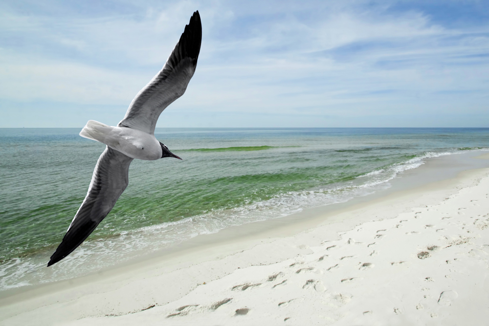 Bon Secour National Wildlife Refuge and Surrounding Area | Sweet Tea Images